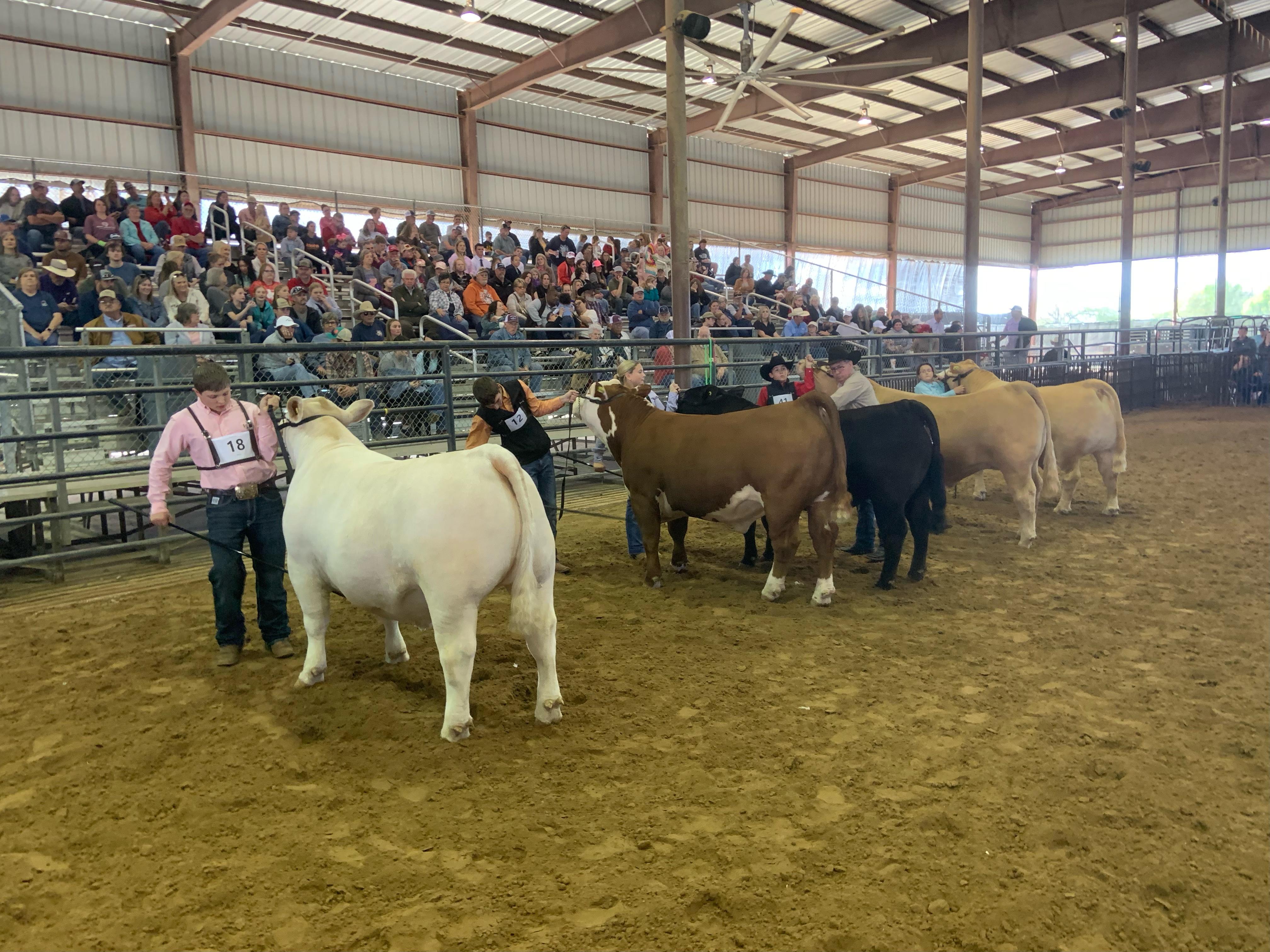 LCFA: Steers, Calf Scramble, and more... | Groesbeck Journal